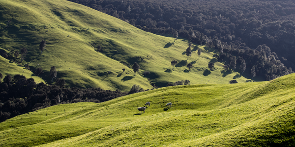 ZQ Merino Wool | Longform Merino